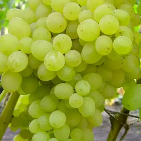 Виноград Ниагара: описание и характеристики сорта, особенности ухода и ...