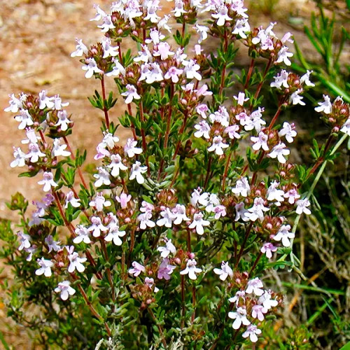 Тимьян (чабрец) Фредо (Fredo): описание сорта, характеристики ...