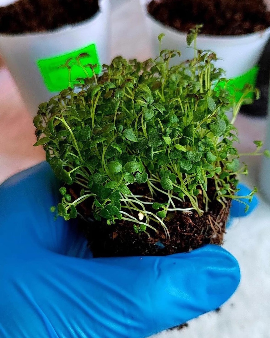 Тимьян (чабрец) Лимончелло: описание сорта, характеристики, агротехника ...