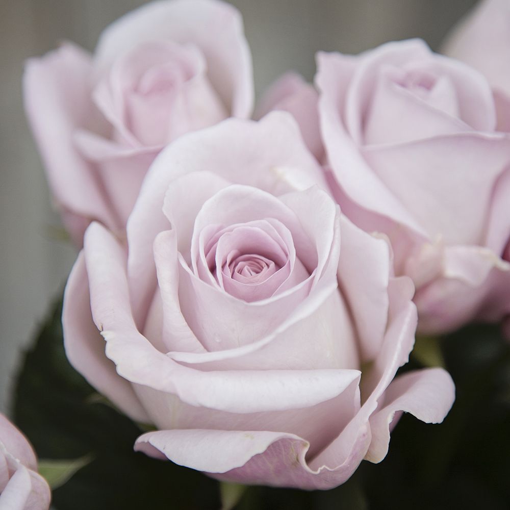 Роза Баунти Вей: особенности и характеристика сорта, правила посадки ...