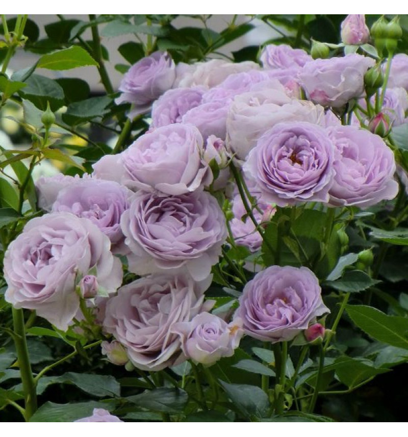 Роза Блю Шторм: особенности и характеристика сорта, правила посадки ...