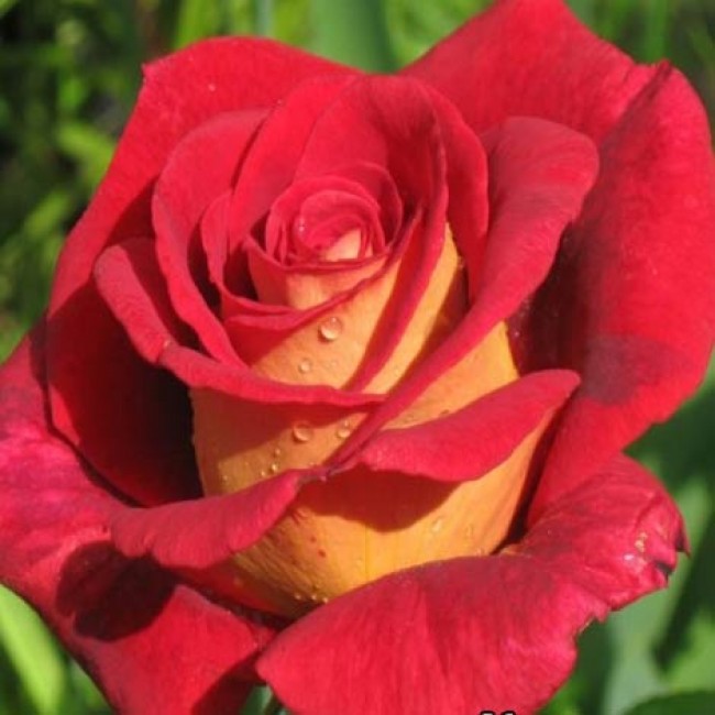 Роза Клеопатра: особенности и характеристика сорта, правила посадки ...