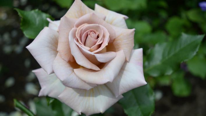 Роза Стивен Руло: особенности и характеристика сорта, правила посадки ...