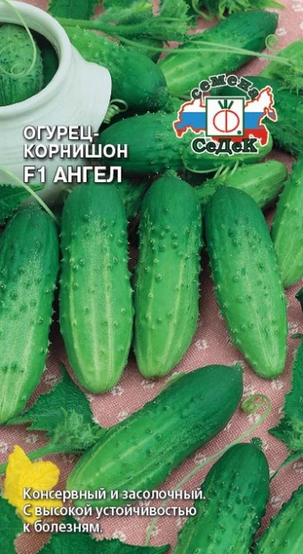Огурец Ангел: описание и характеристики сорта, правила посадки и ...