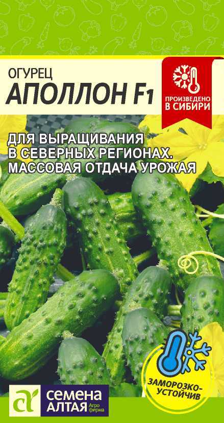 Огурец Аполлон: описание и характеристики сорта, правила посадки и ...