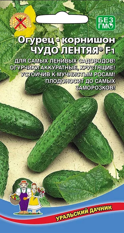 Огурец Чудо лентяя: описание и характеристики сорта, правила посадки и ...