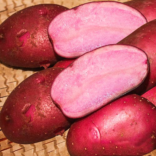 Картофель Эликсир: описание и характеристики, особенности посадки и ...