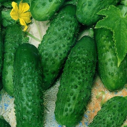 Огурец Июньский скороспел: описание и характеристики сорта, правила ...