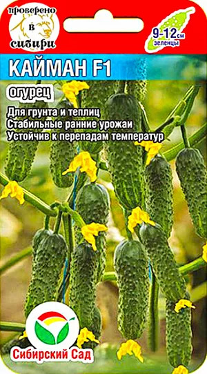 Огурец Кайман: описание и характеристики сорта, правила посадки и ...