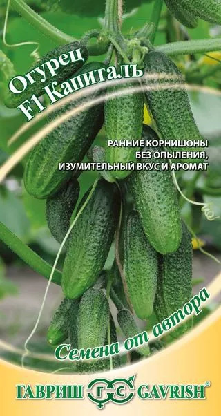 Огурец Капитал: описание и характеристики сорта, правила посадки и ...