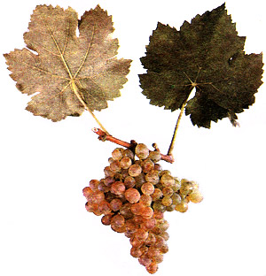 Виноград Клерет: описание и характеристики сорта, особенности ухода и ...