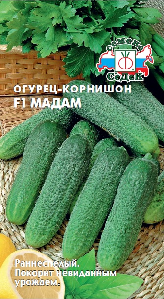Огурец Мадам: описание и характеристики сорта, правила посадки и ...