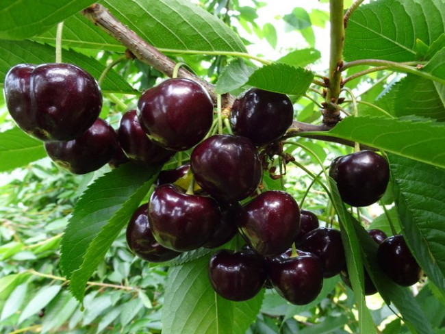 Черешня Меркант: особенности и характеристики сорта, правила посадки и ...