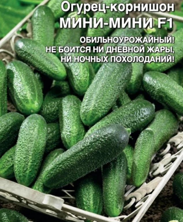 Огурец Мини-Мини: описание и характеристики сорта, правила посадки и ...