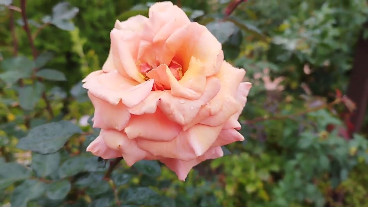 Роза Пако Рабан: особенности и характеристика сорта, правила посадки ...