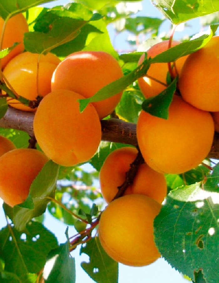 Абрикос Ранний Марусича: описание и характеристики сорта, особенности ...