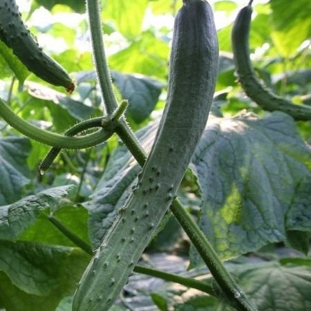 Огурец Шанхайский молодец: описание и характеристики сорта, правила ...