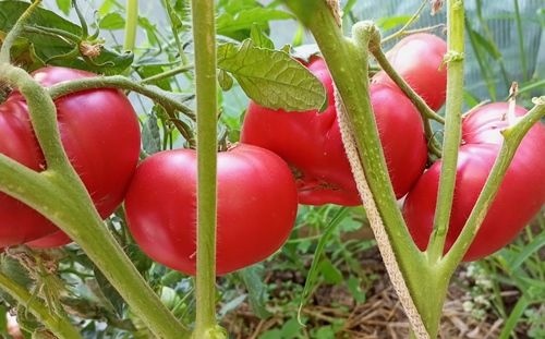 Томат Скуби: описание сорта помидоров, характеристики. Особенности ...
