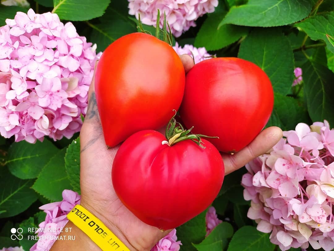 Томат Сосок Венеры: описание сорта помидоров, характеристики ...