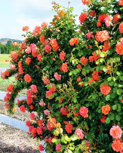 Роза Жемчужина стиля: особенности и характеристика сорта, правила ...