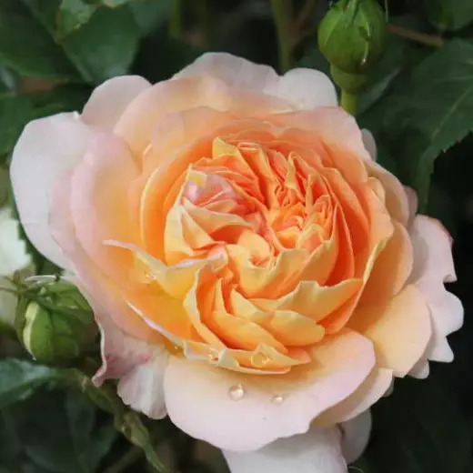 Роза Амели Нотомб: особенности и характеристика сорта, правила посадки ...