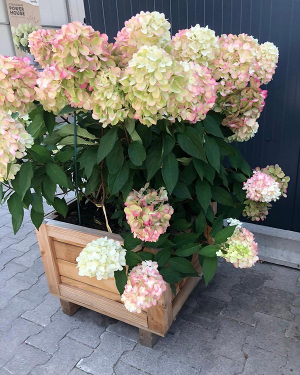 Гортензия Блади Мэри: особенности и характеристика сорта, правила ...