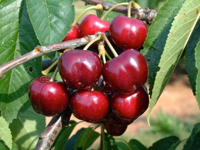 Черешня Фольфер: особенности и характеристики сорта, правила посадки и ...