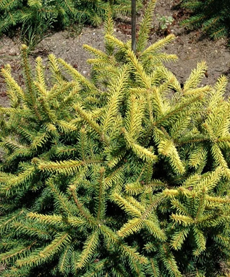 Ель Хани Пот: описание сорта, характеристики, агротехника посадки и выращивания, отзывы