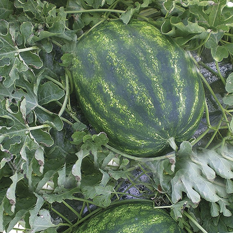 Арбуз Измир F1: особенности сорта, характеристика плодов, агротехника ...