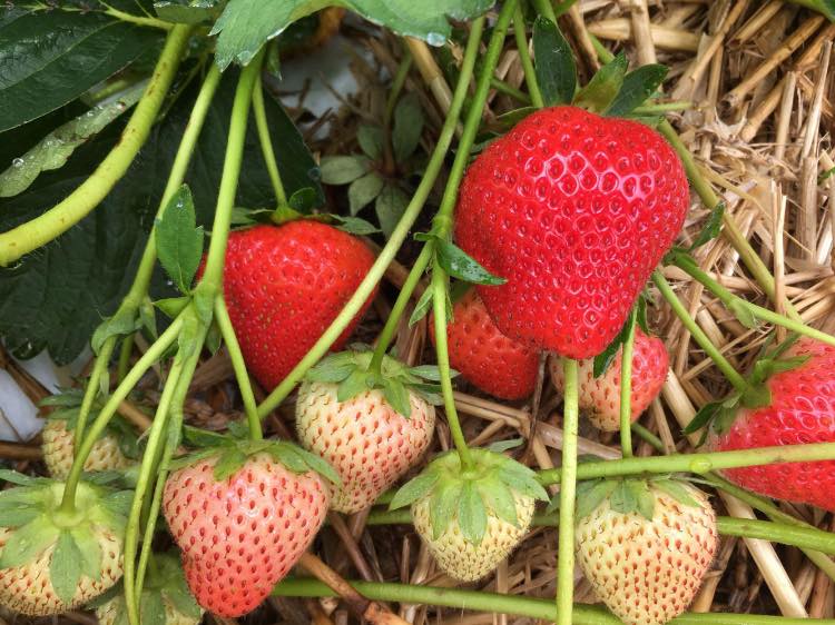 Клубника Моллинг Аллюр: описание и характеристики сорта садовой ...