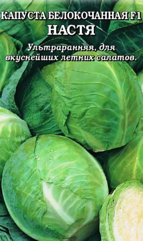 Капуста Настя: описание и характеристики сорта, особенности выращивания ...