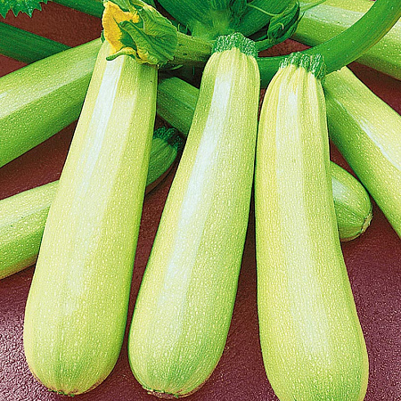 Кабачок Невира: описание и характеристики сорта, особенности посадки и ...