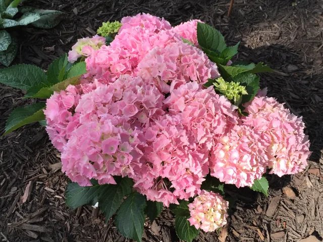Гортензия Пинк Сенсейшн: особенности и характеристика сорта, правила ...