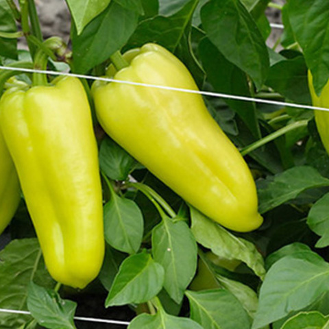 Перец Пируэт: описание сорта, характеристика плодов, агротехника ...