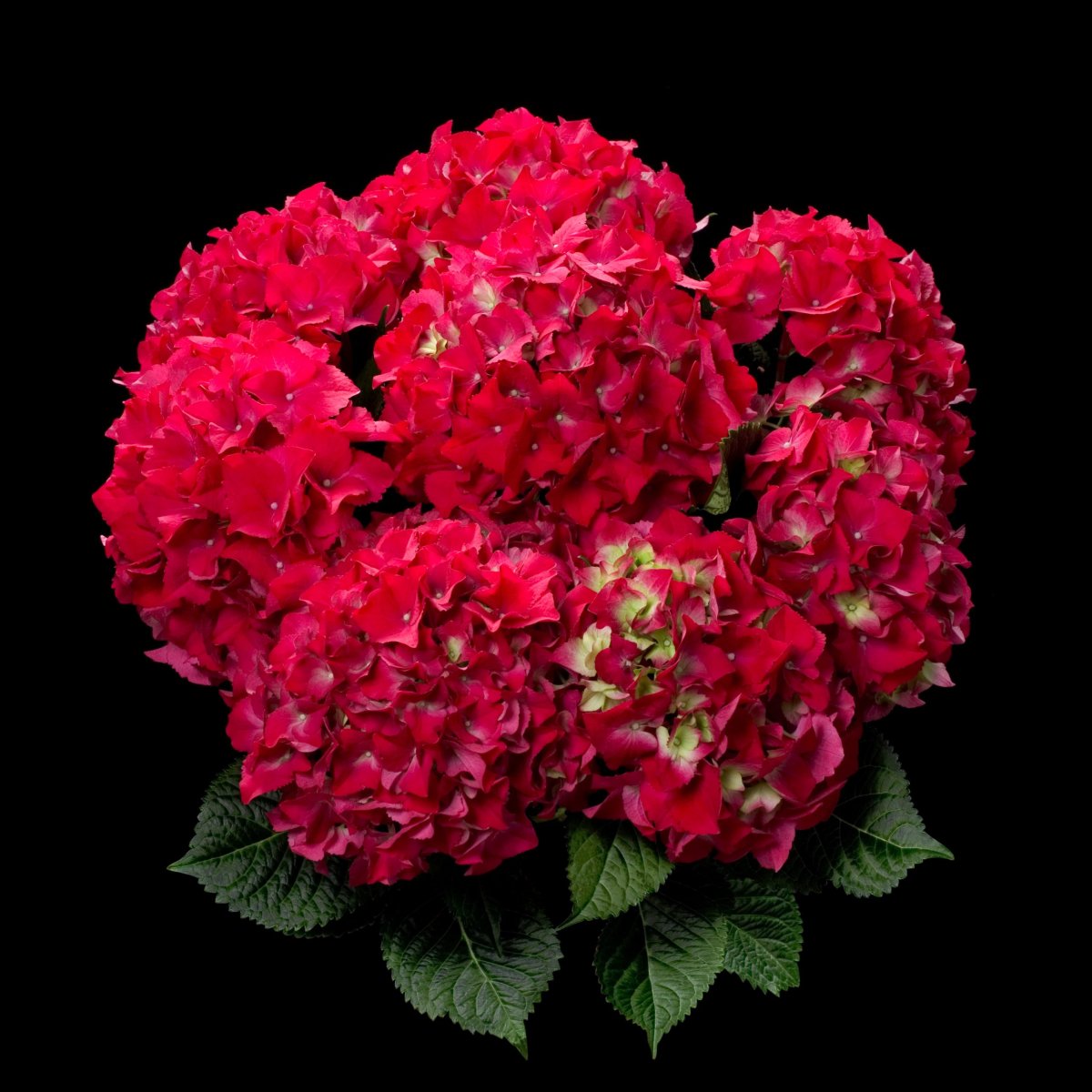 Гортензия Ред Бьюти: особенности и характеристика сорта, правила ...