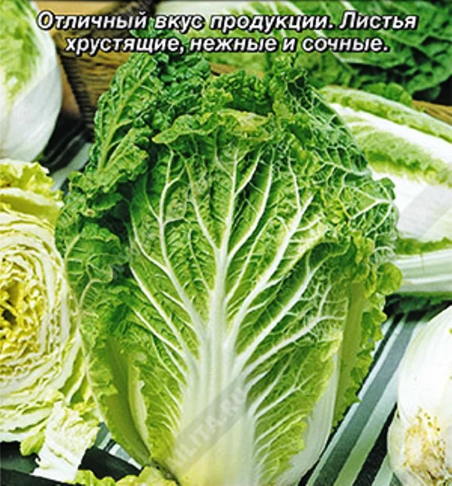 Капуста пекинская Шанхай: описание и характеристики сорта, особенности ...