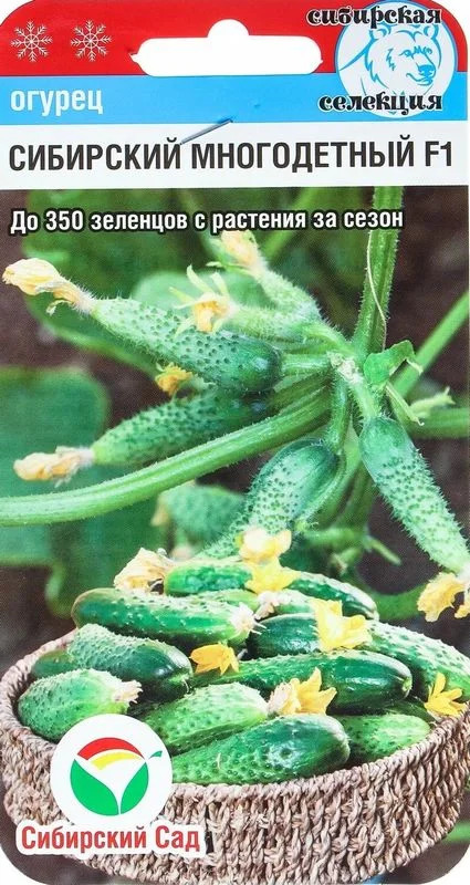 Огурец Сибирский многодетный: описание и характеристики сорта, правила ...