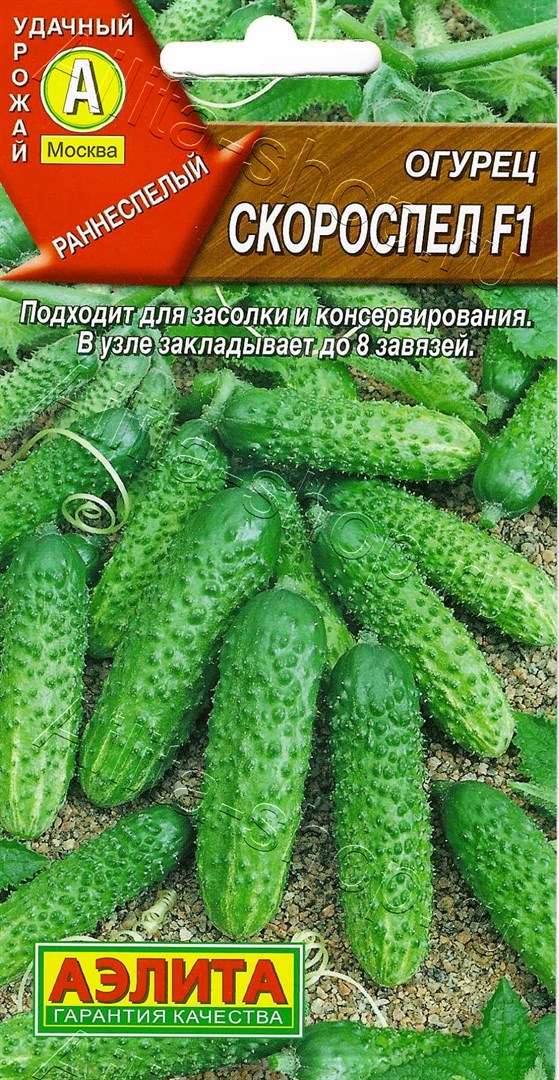 Огурец Скороспел: описание и характеристики сорта, правила посадки и ...
