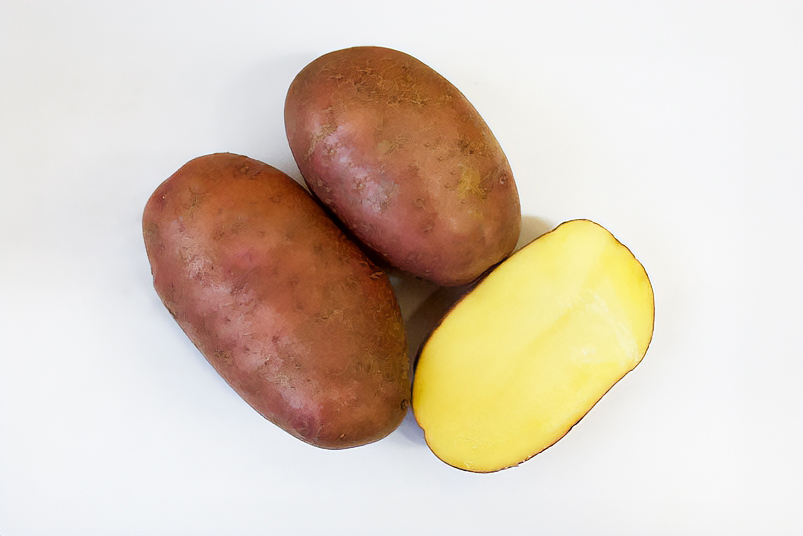 Картофель Сокур: описание и характеристики, особенности посадки и ...