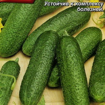 Огурец Степка: описание и характеристики сорта, правила посадки и ...
