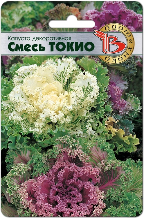 Капуста декоративная Токио: описание и характеристики сорта ...
