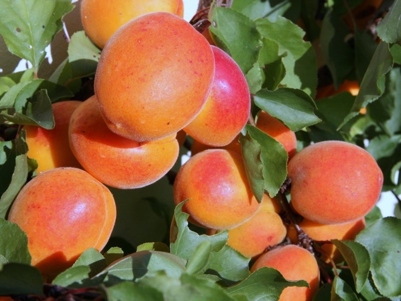 Абрикос Том Кот: описание и характеристики сорта, особенности посадки и ...