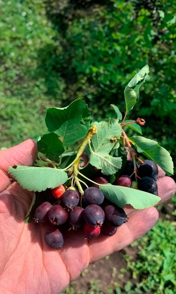 Ирга Тонкокожая: описание сорта, характеристики, агротехника посадки и ...