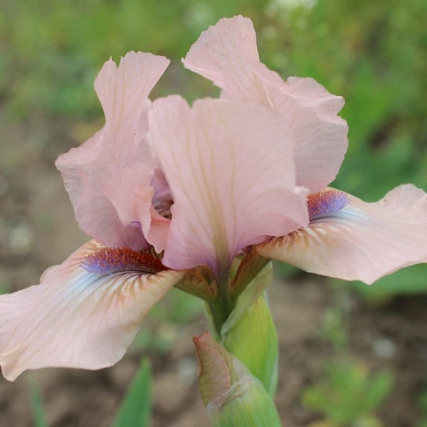 Ирис Волтс: описание и характеристики сорта, особенности посадки и ...