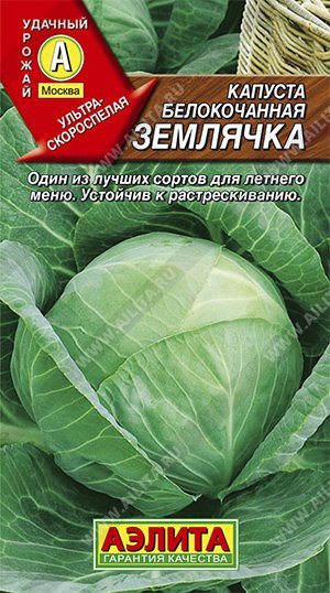 Капуста Землячка: описание и характеристики сорта, особенности ...
