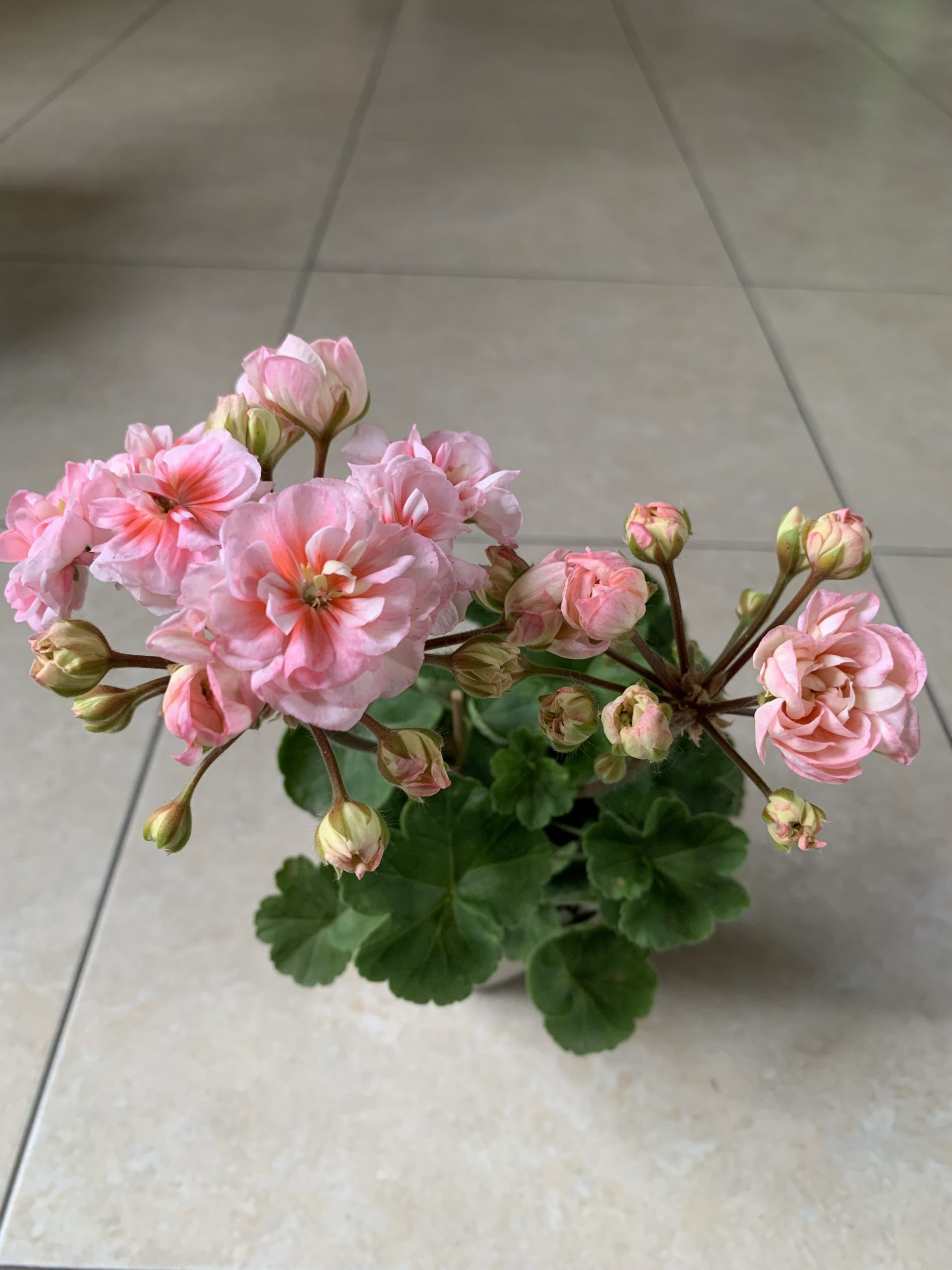 Пеларгония Dragonflys Ebba Novis: описание сорта, характеристики ...