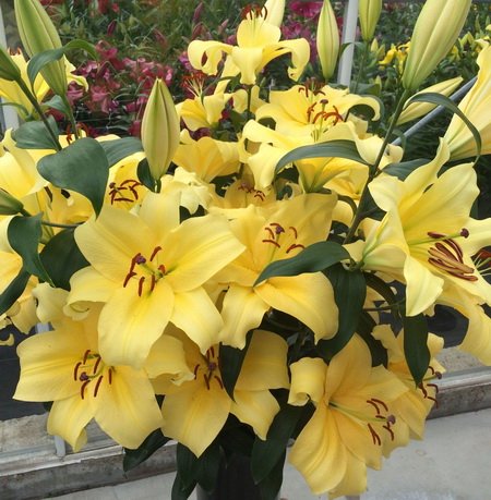 Лилия Элдорет: описание и характеристики сорта, особенности посадки и ...