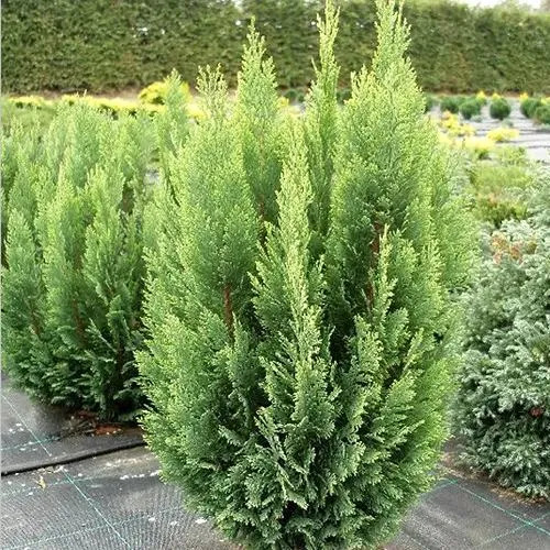 Кипарисовик Элвуди Эмпайер: описание сорта, характеристики, особенности ...