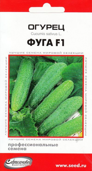 Огурец Фуга: описание и характеристики сорта, правила посадки и ...