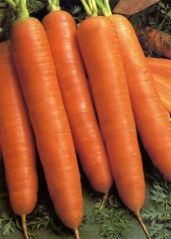 Морковь Каролина: описание и характеристики сорта, правила посадки и ...